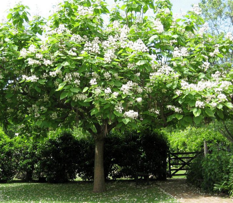 5 arbori ornamentali care dau culoare grădinii indiferent de anotimp ...