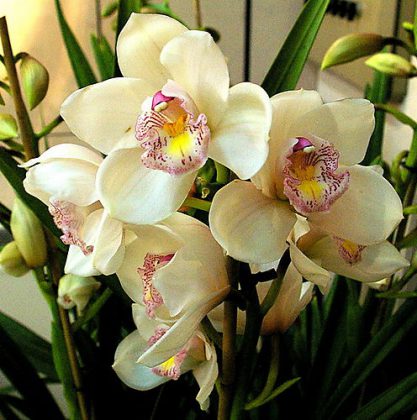 Orhideele inspiră exotism și feminitate