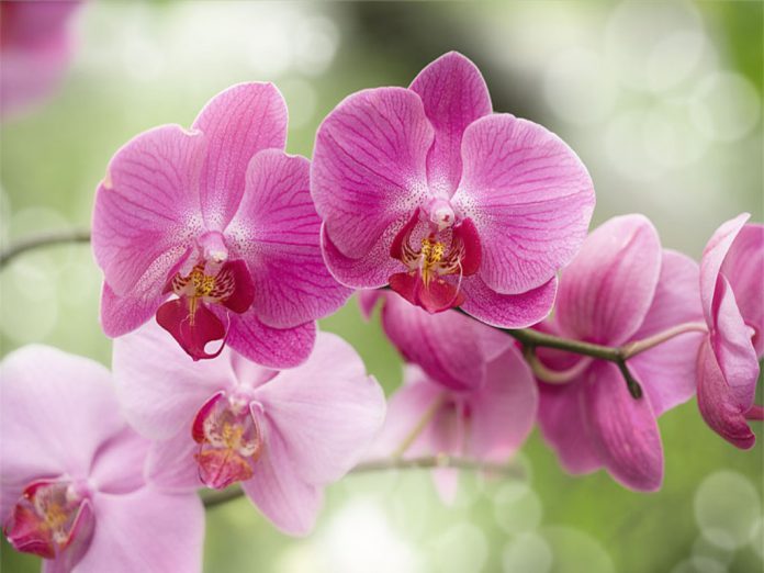 Orhideele inspiră exotism și feminitate