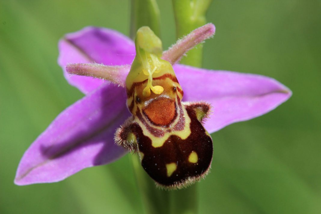 9 lucruri fascinante pe care nu le ştiai despre orhidee - Casoteca
