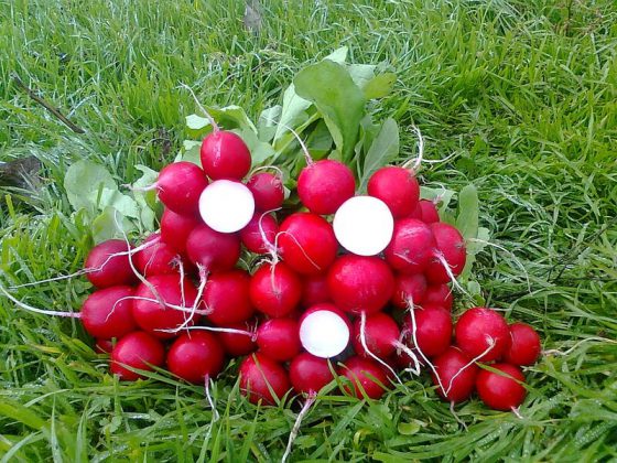 Conserve de legume „handmade” livrate la domiciuliu