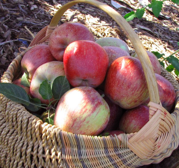 Cum recunoști fructele și legumele cu adevărat sănătoase - Casoteca