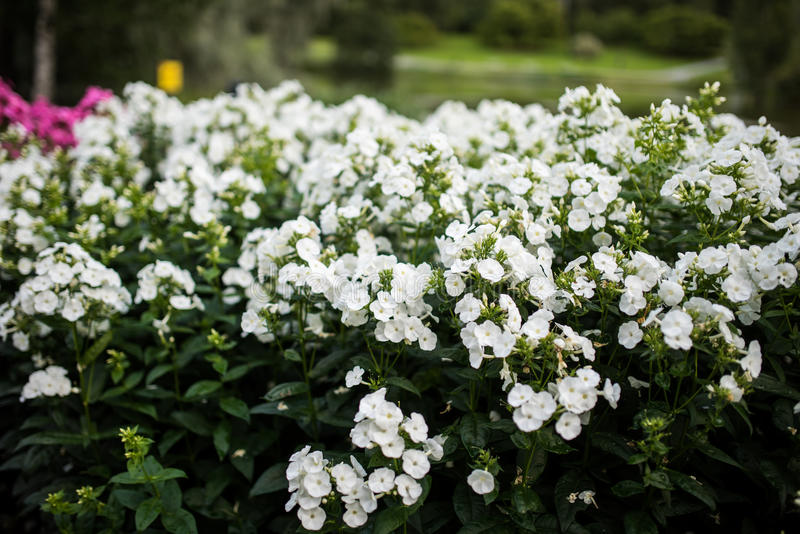Brumărelele, florile care înveseleau grădina bunicii - Casoteca