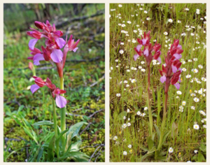 Ce specii de Orhidee cresc în România și unde le găsiți - Casoteca