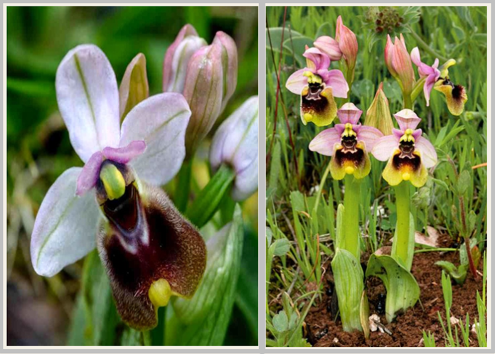 Ce specii de Orhidee cresc în România și unde le găsiți - Casoteca