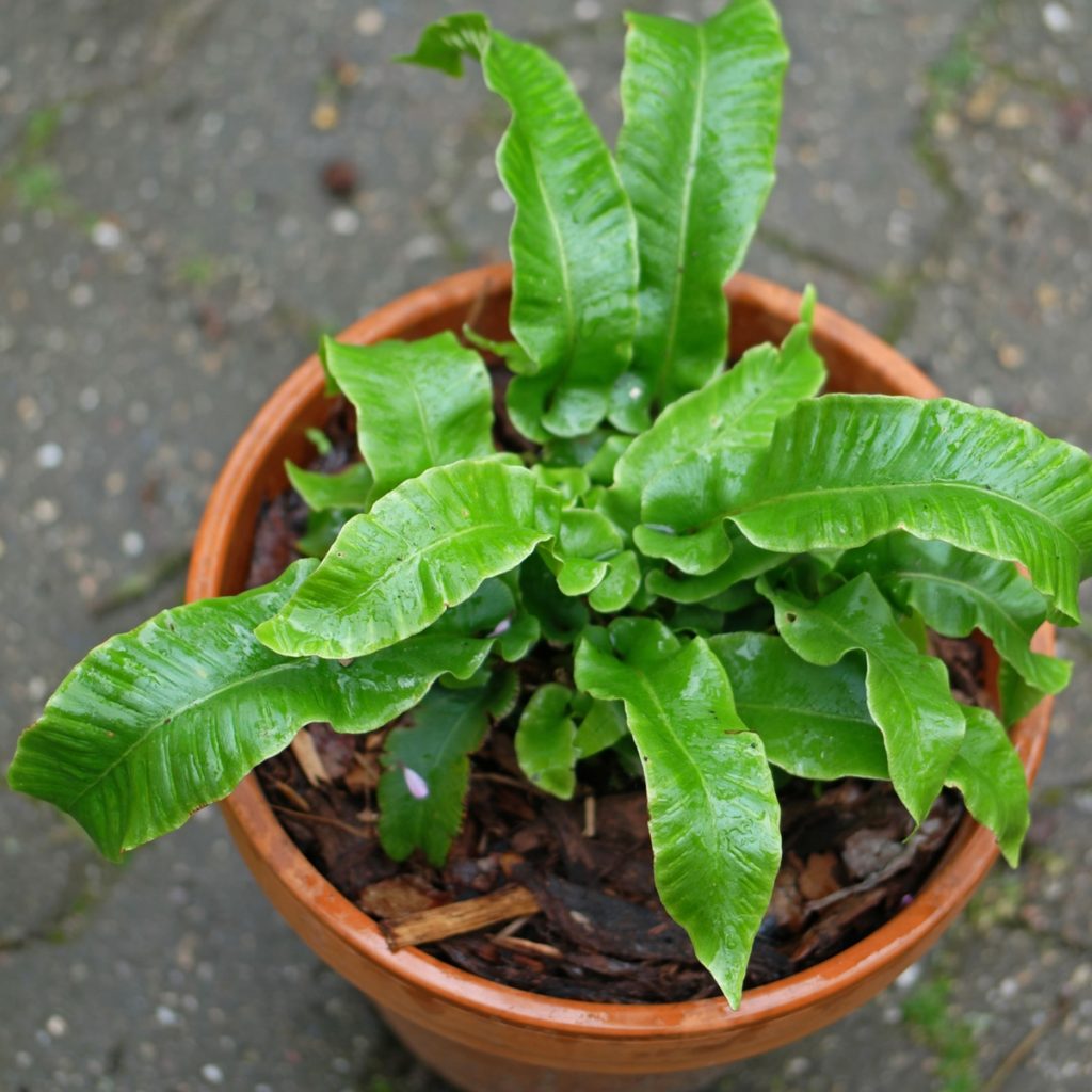 Năvalnicul, planta ornamentală care închide rănile - Casoteca