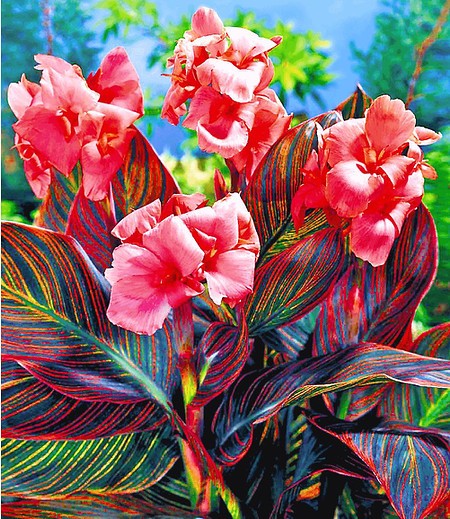 Canna indica, o floare cu aspect tropical care ajuta la decontaminarea ...