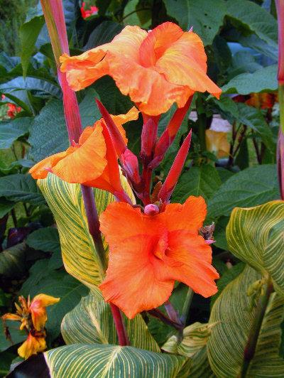Canna indica, o floare cu aspect tropical care ajuta la decontaminarea ...