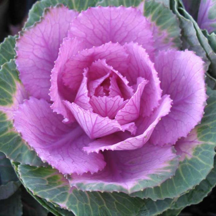 Varza decorativă, “floarea uriaşă” ce se deschide toamna - Casoteca