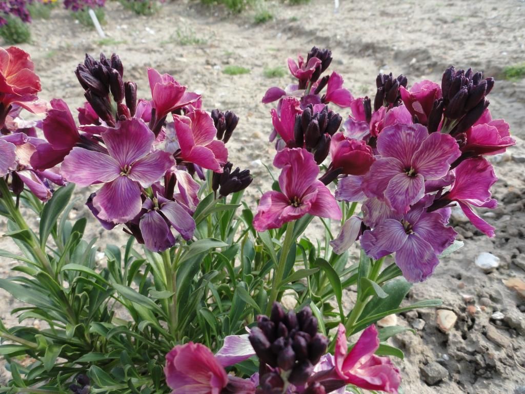 Mixandra, floarea podoaba - Casoteca