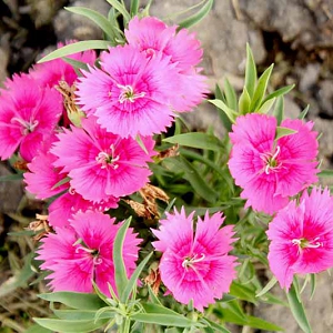 Garofiţa, floarea cu parfum divin - Casoteca