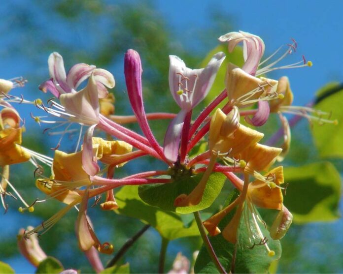 Caprifoiul, perdele de flori parfumate - Casoteca