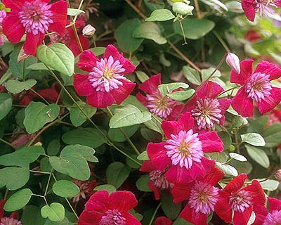 Clematidele, liane cu flori colorate - Casoteca