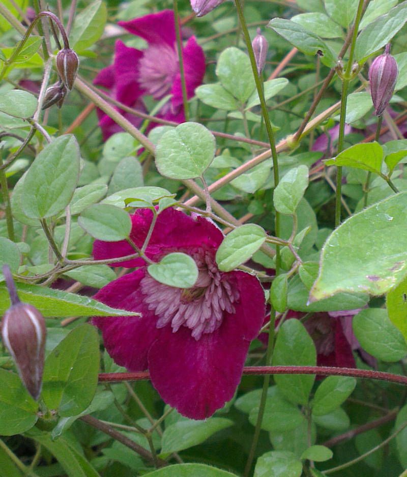 Clematidele, liane cu flori colorate - Casoteca