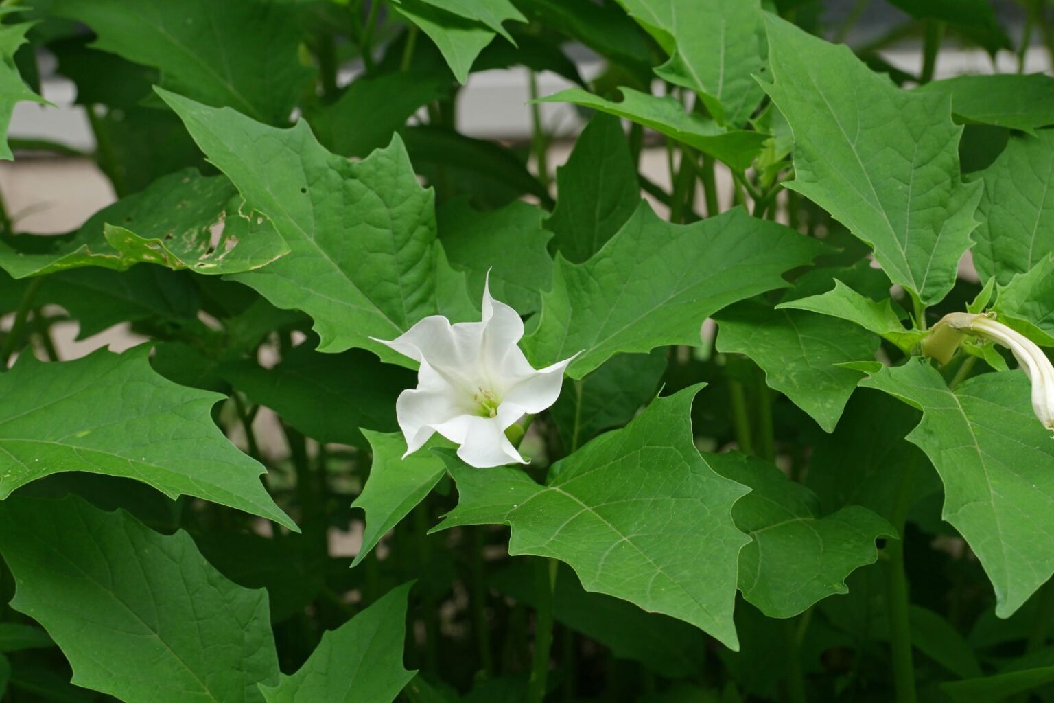 Trompeta îngerilor, un arbust cu flori spectaculoase - Casoteca