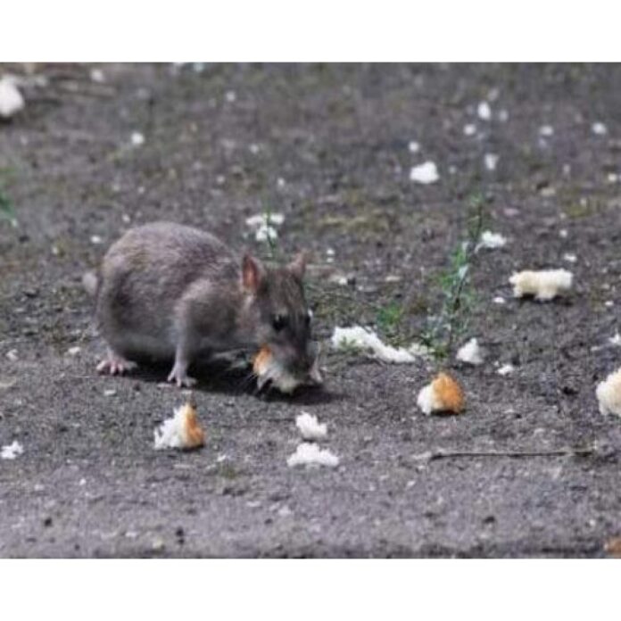 Cum scăpăm de șobolanii din grădină? - Casoteca