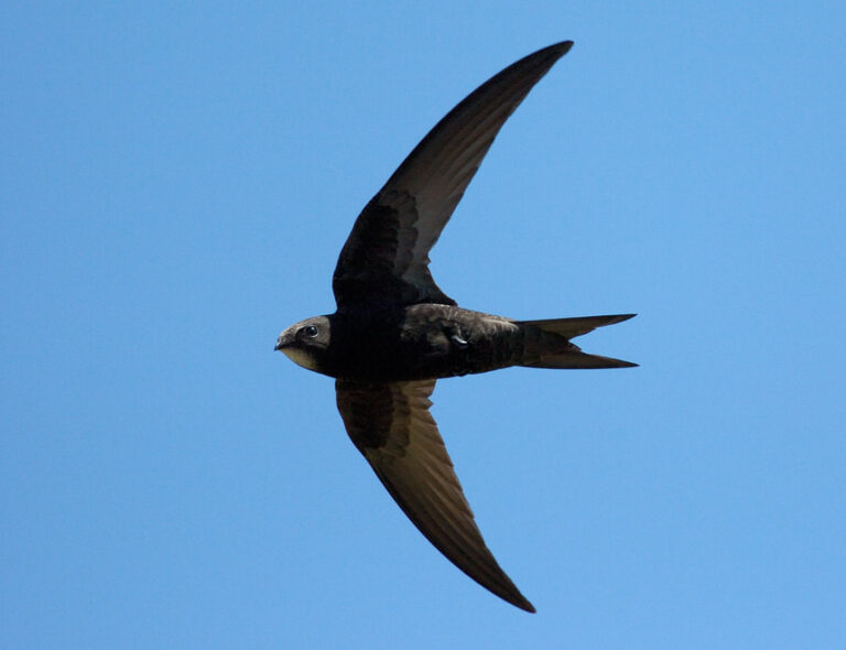 Drepneaua neagră, o pasăre care are nevoie de o ȋngrijire specială ...