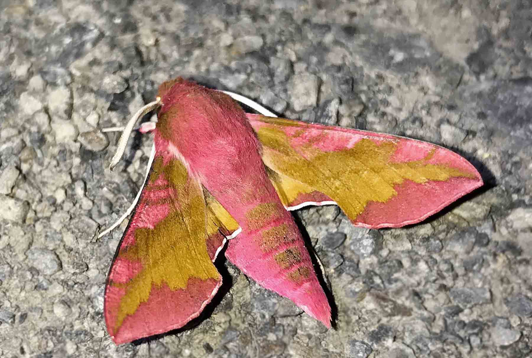 Fluturi și molii - Casoteca