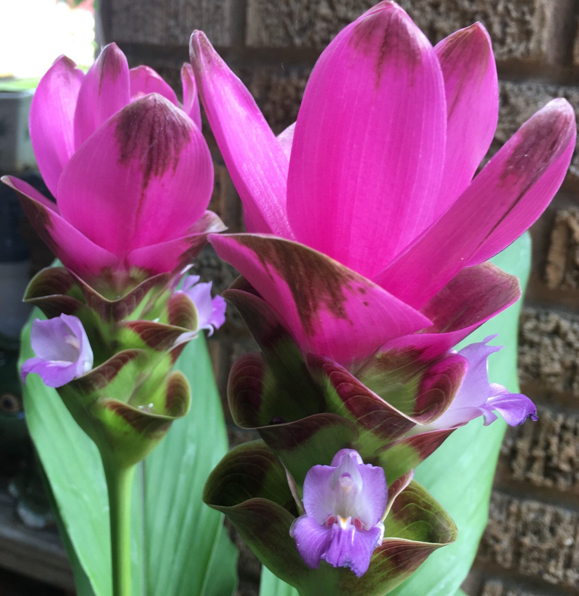 Laleaua de Siam, o plantă ce ne duce cu gȃndul la o vacanţă ȋn ...