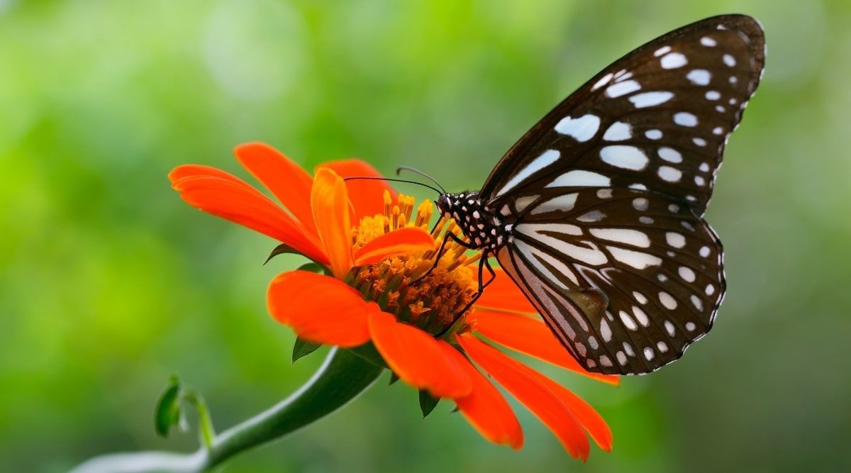 Fluturi și molii - Casoteca