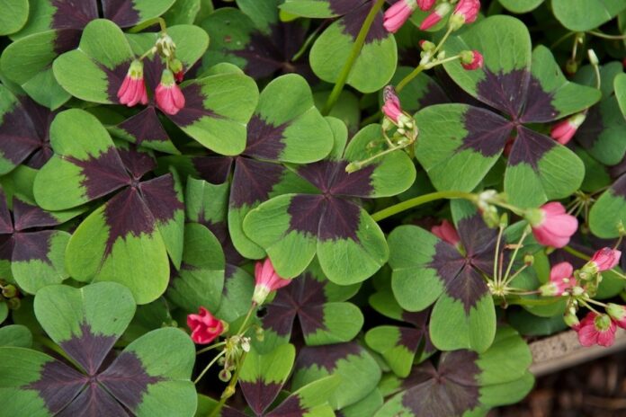 Planta norocului sau crucea de fier - Casoteca