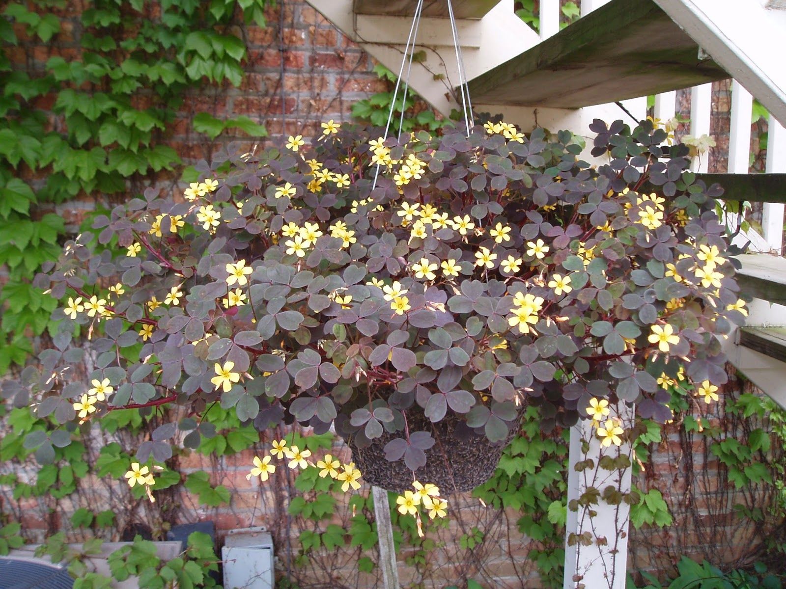 Planta norocului sau crucea de fier - Casoteca