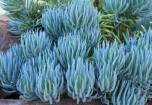 Planta norocului sau crucea de fier - Casoteca