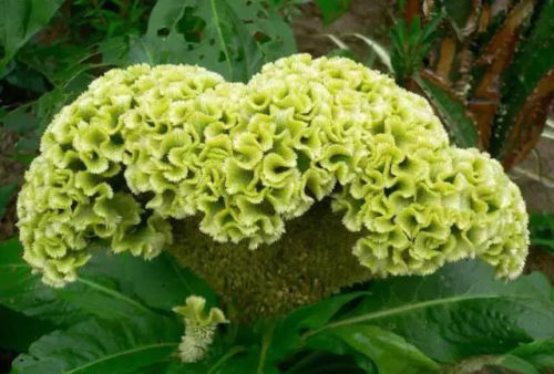 Flori verzi, flori cu aspect inedit - Casoteca