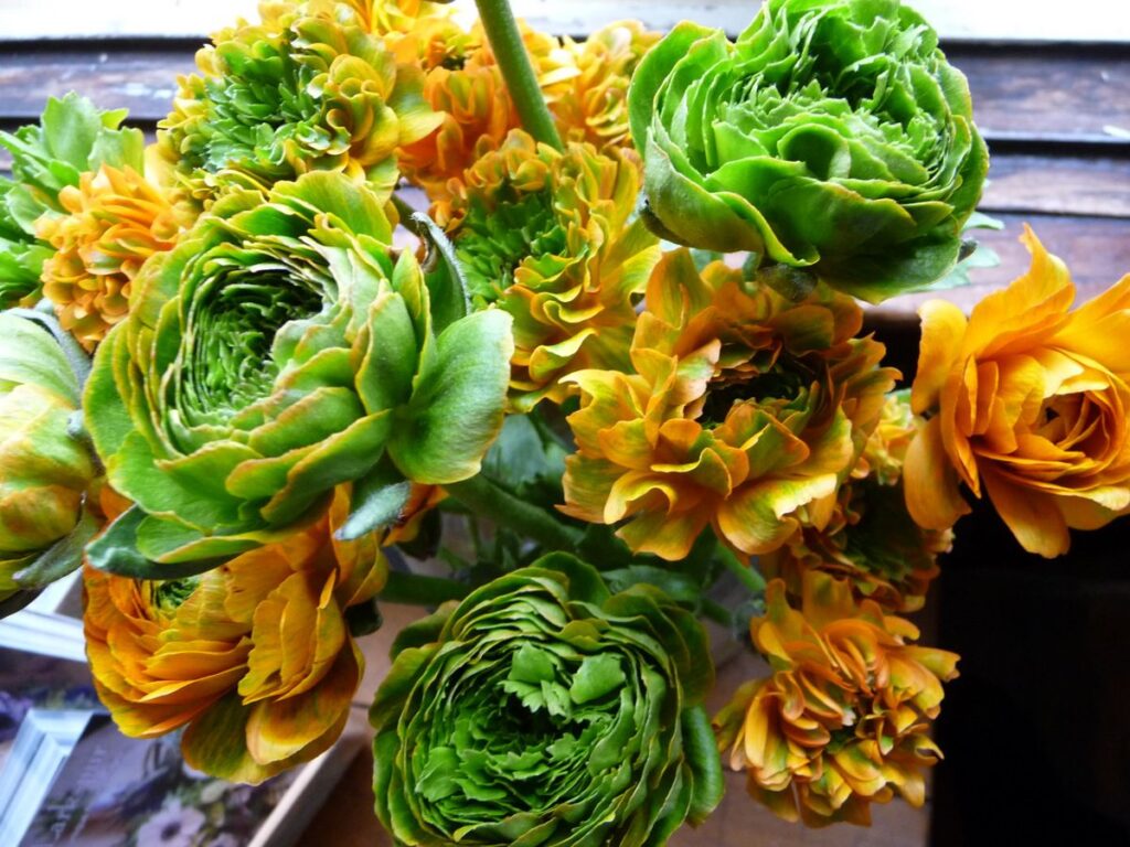 Flori verzi, flori cu aspect inedit - Casoteca