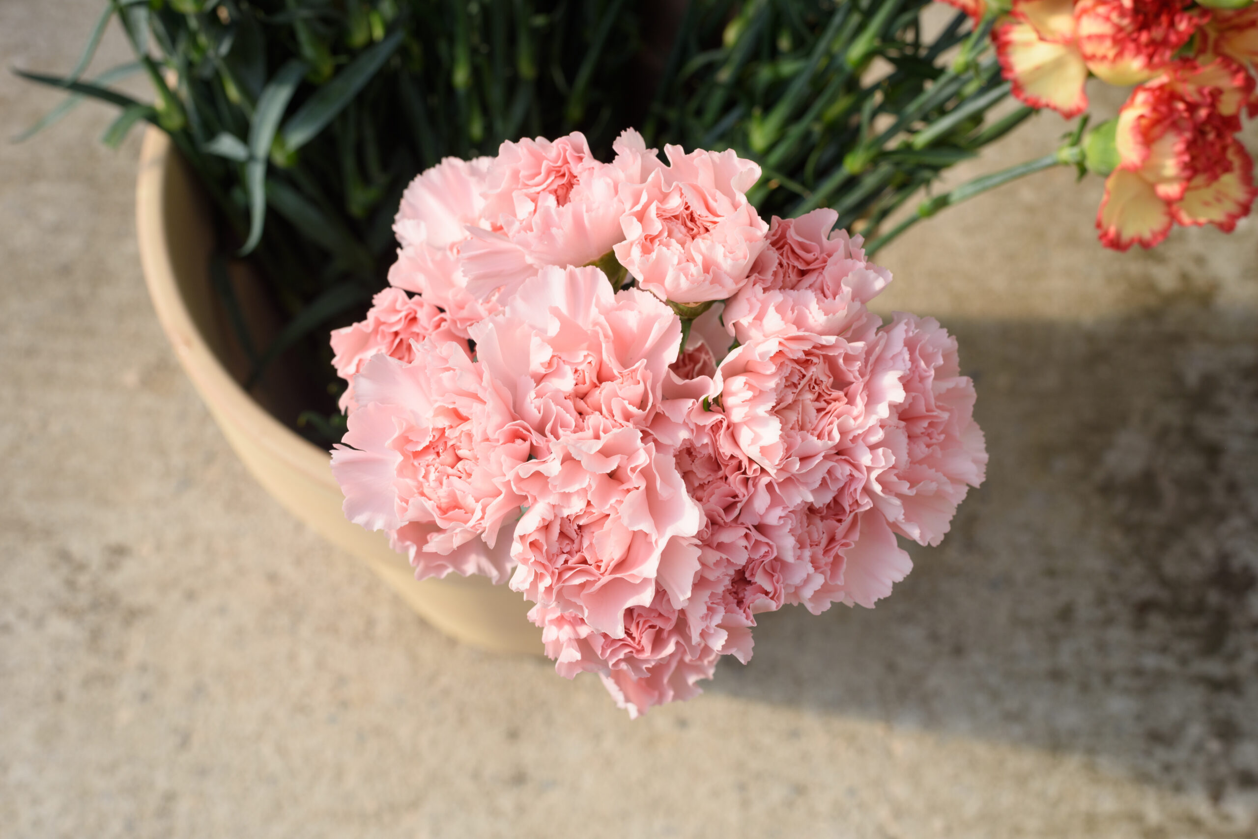 Garoafele: flori clasice cu o mie de fețe. Descoperă cele mai frumoase ...